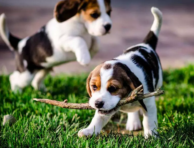 Хар'єр собака (Англійська заяча гончача): характер, опис породи з фото