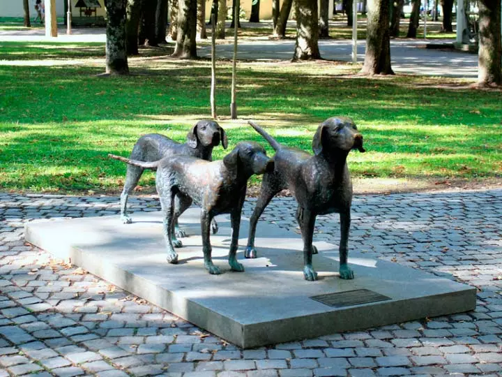 Литовська гончак: опис породи собак з фото та відео